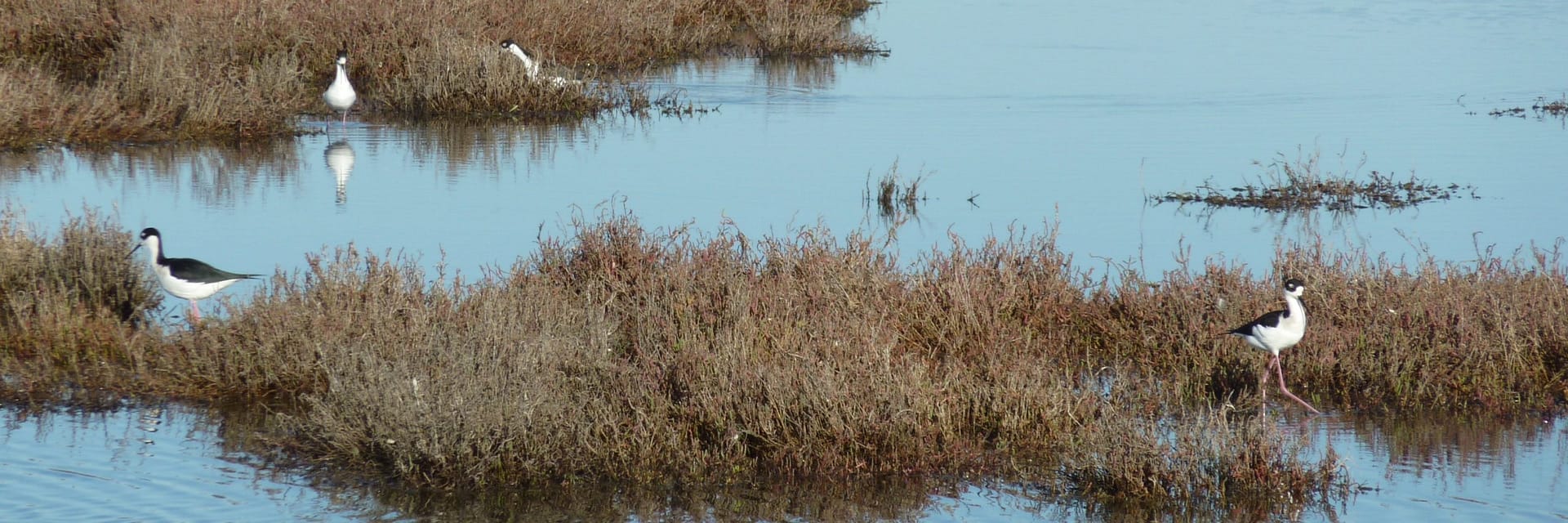 BayLands Restoration Project - BayLands FrontRunners